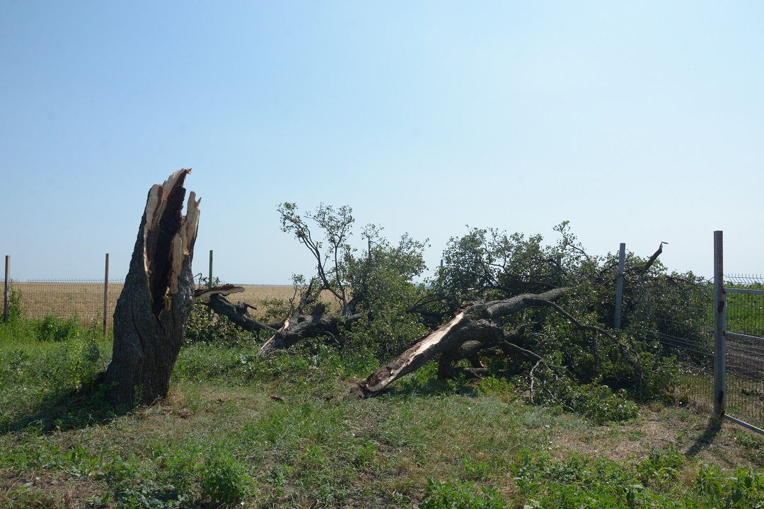 (foto) În urma ploilor din ultima perioadă, Moldova a pierdut un copac ...