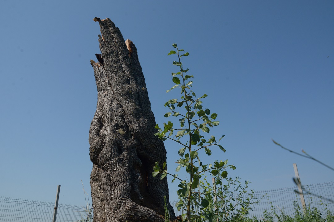 (foto) În urma ploilor din ultima perioadă, Moldova a pierdut un copac ...